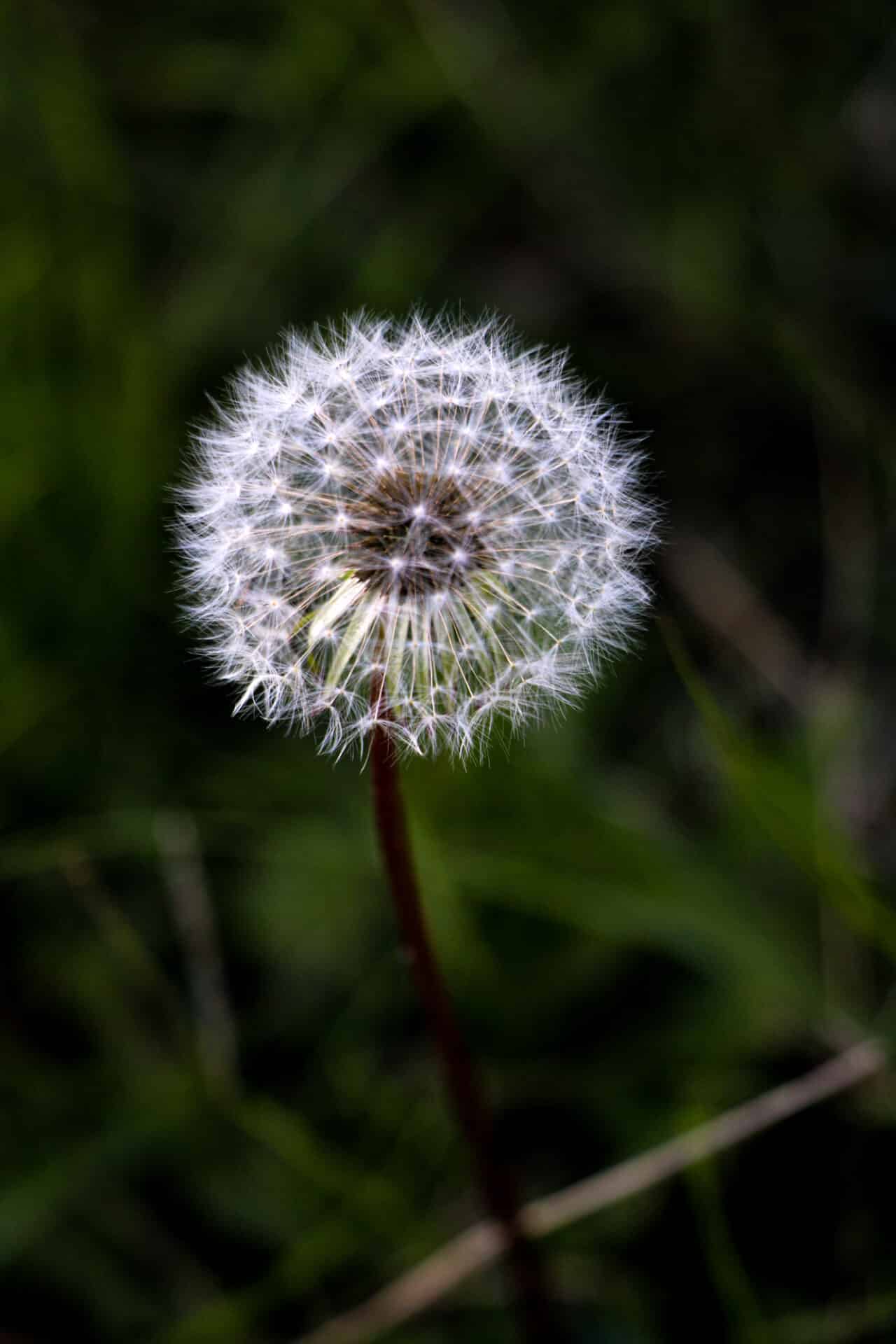 Life Through a Lens - NBCS